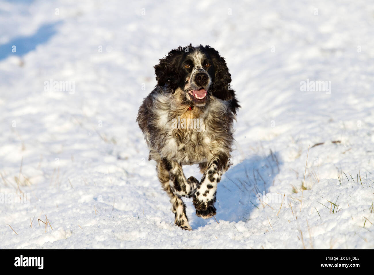 Dog running spaniel hi-res stock photography and images - Alamy