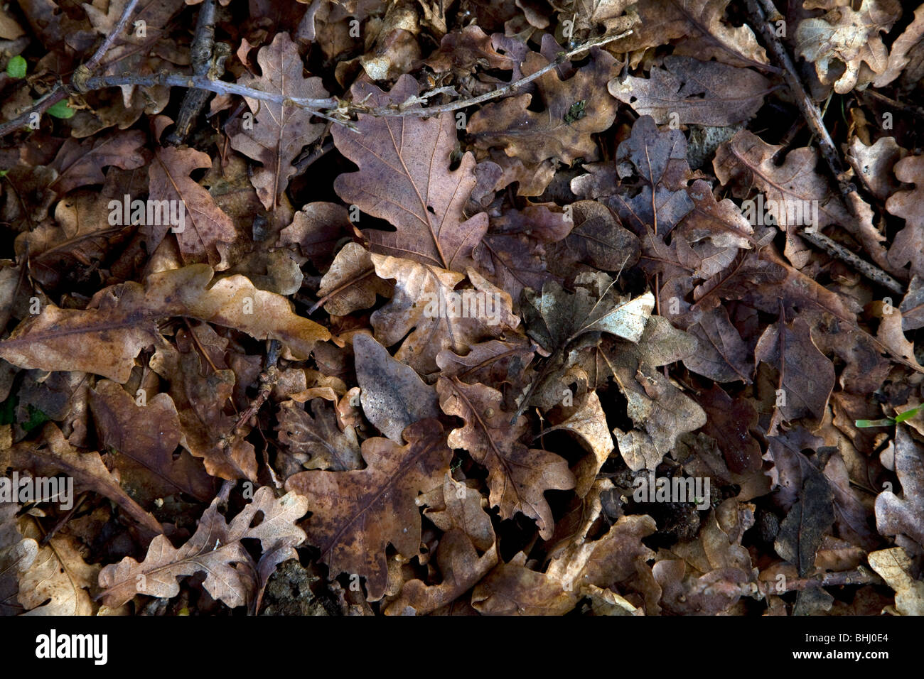 Tree leaf litter hi-res stock photography and images - Alamy