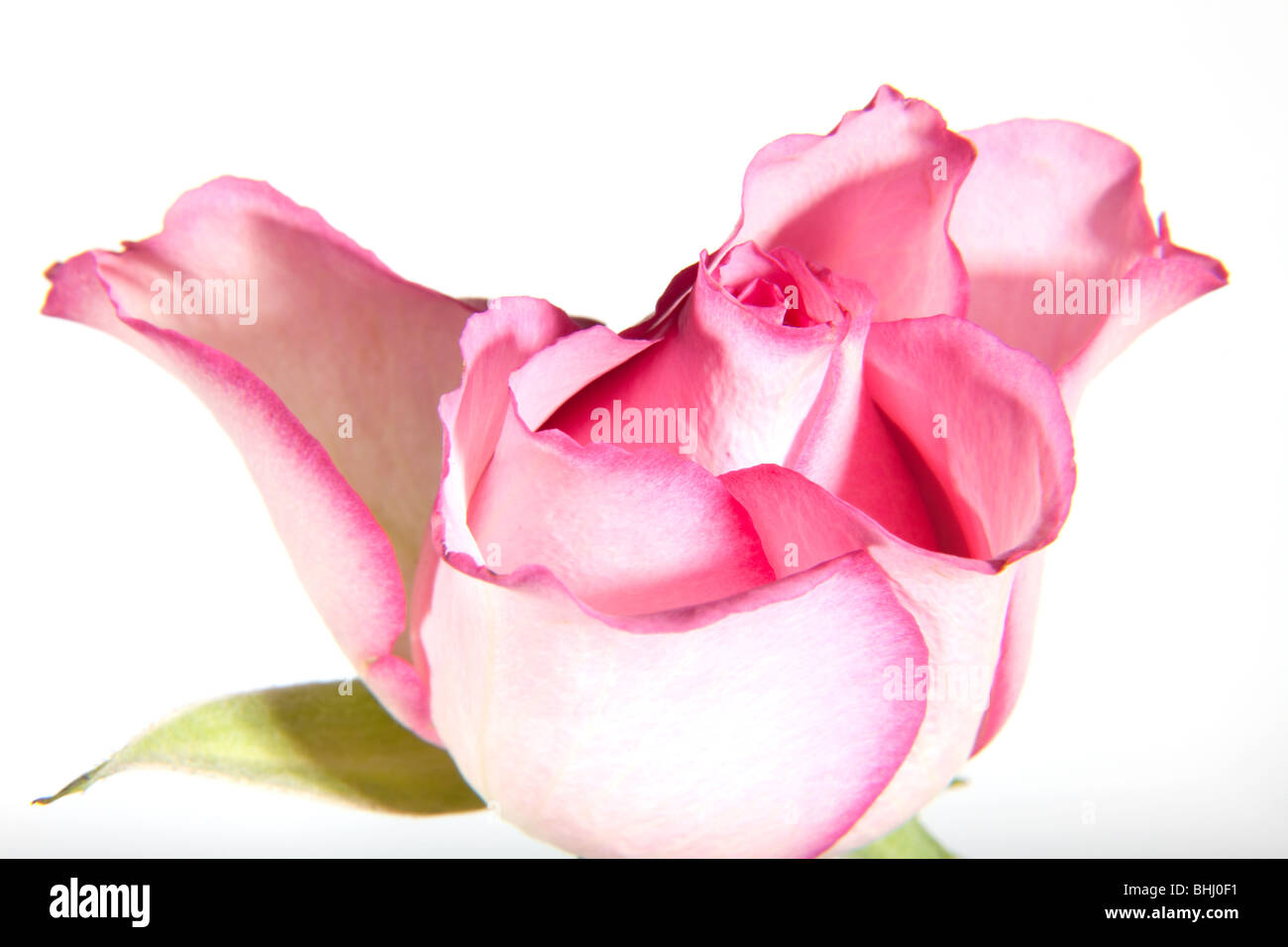 Pink Rose on white background Stock Photo - Alamy