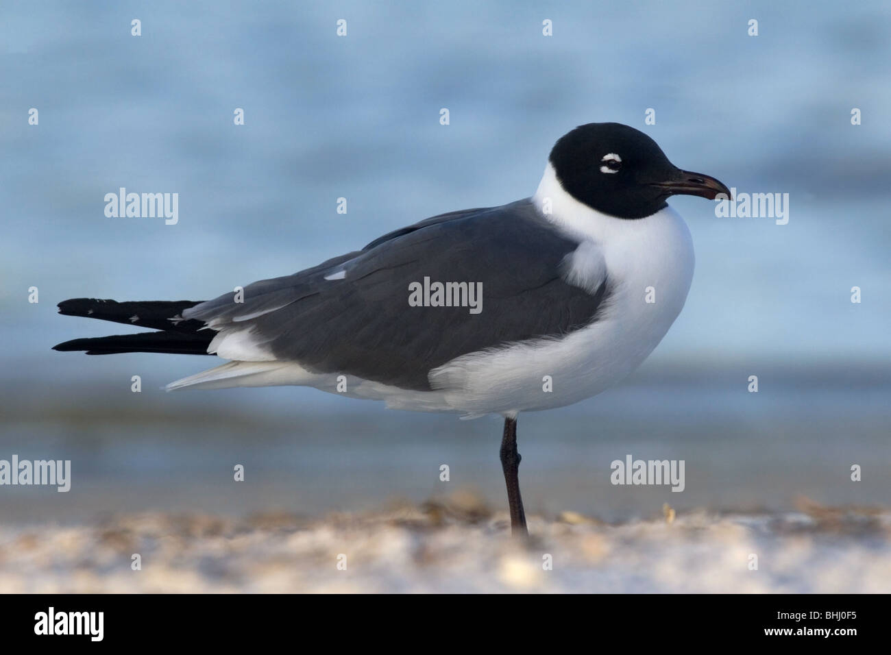 Laughing gull hi-res stock photography and images - Alamy