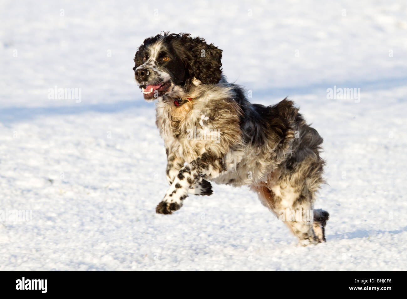 Springer spaniel running hi-res stock photography and images - Alamy