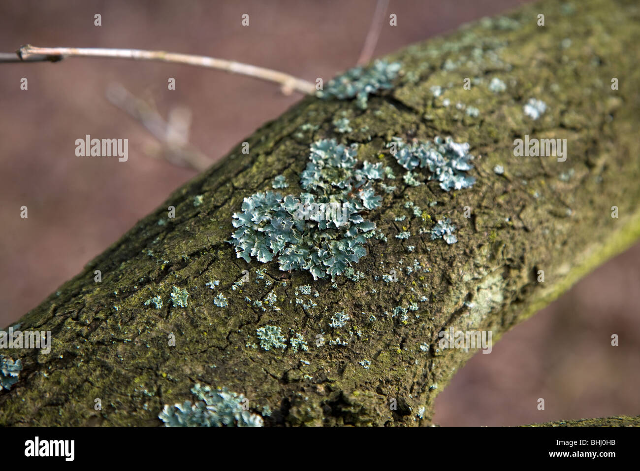 Green lichen oak tree branch close up close-up bark Stock Photo - Alamy