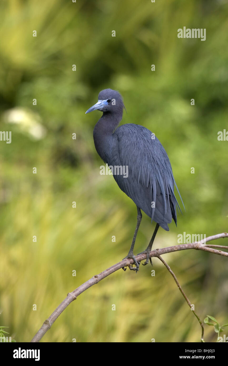 Little blue heron in breeding plumage hi-res stock photography and ...