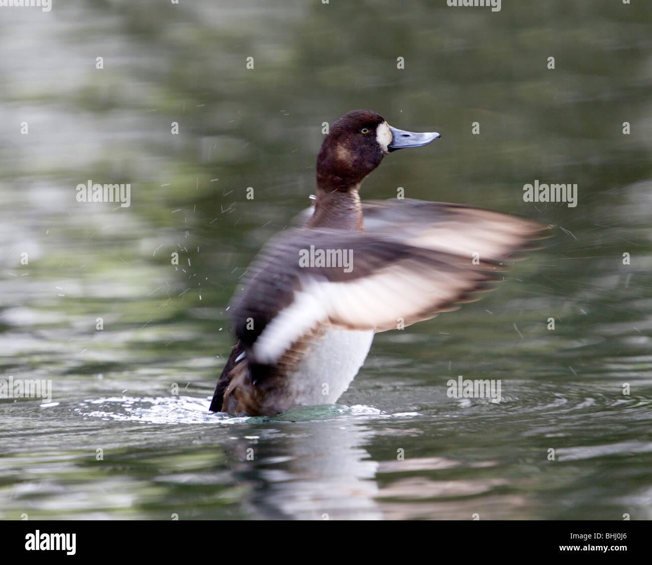 Flapping wings hi-res stock photography and images - Alamy