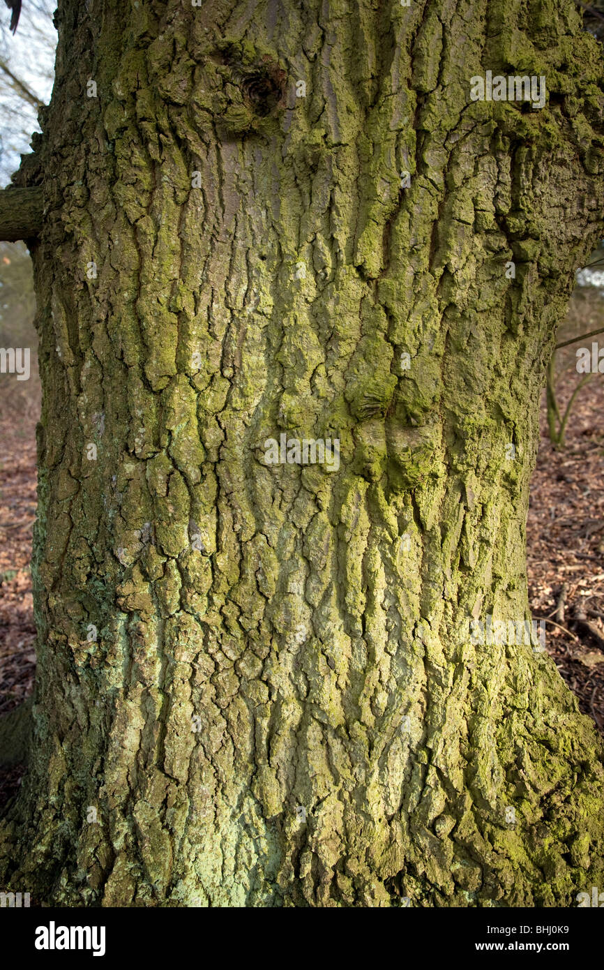 Green lichen oak tree trunk close up bark Stock Photo - Alamy