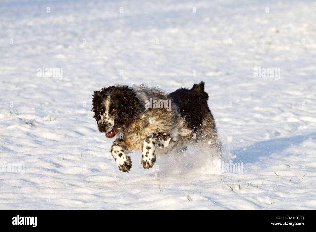 English Springer Spaniel Running Stock Photos & English Springer ...