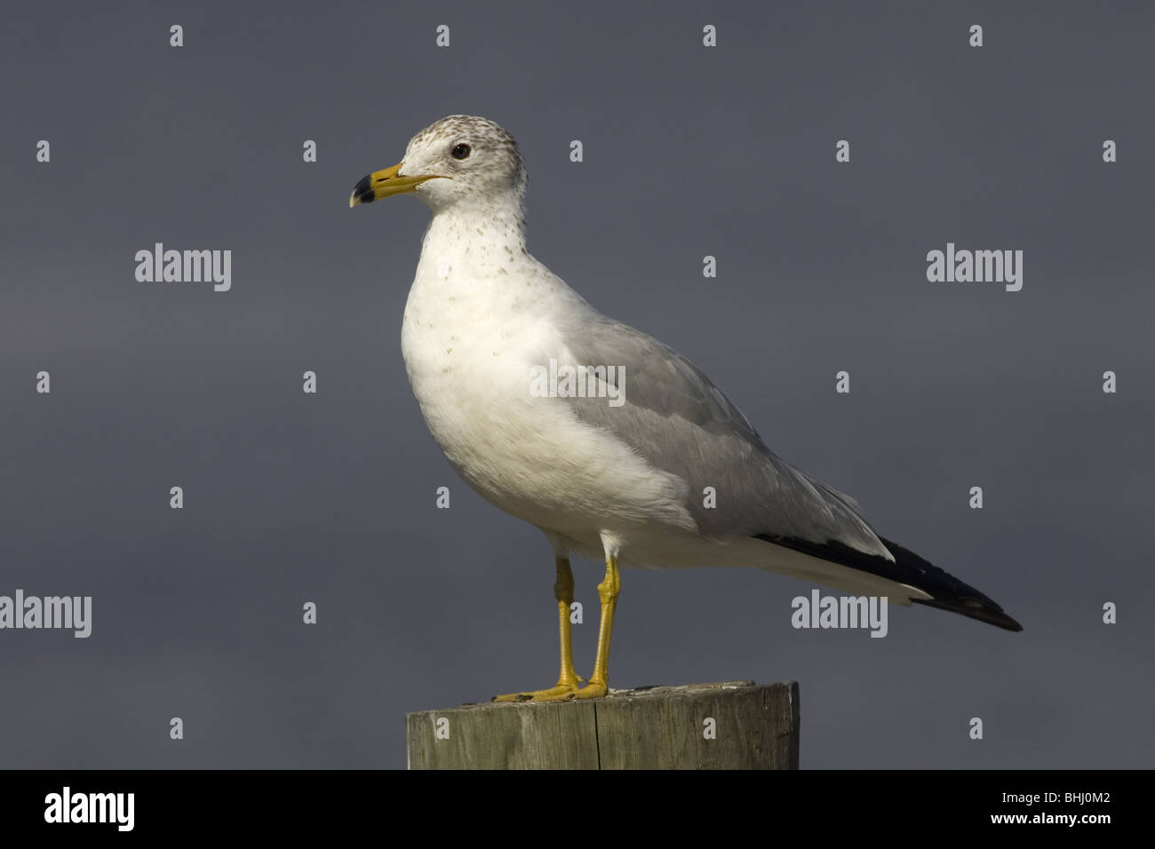 Ring billed gull hi-res stock photography and images - Alamy