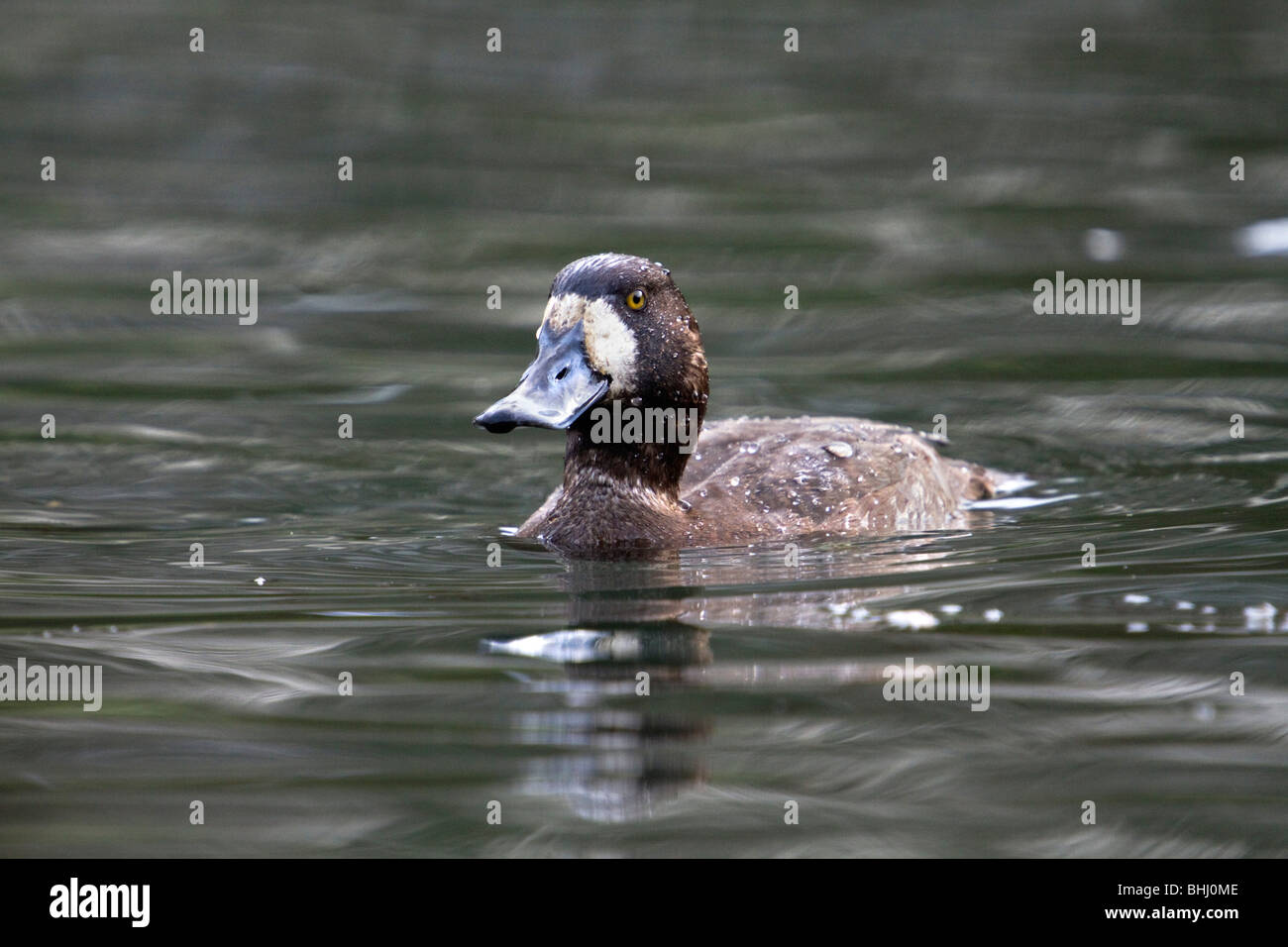 Great Scaup; Aythya marila; Tehidy Country Park; Cornwall Stock Photo ...