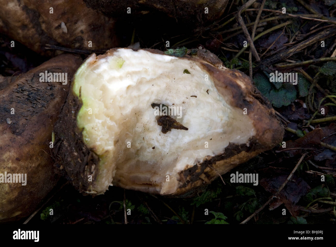 Sugar beet with teeth marks gnawed by rats and other rodents Stock ...