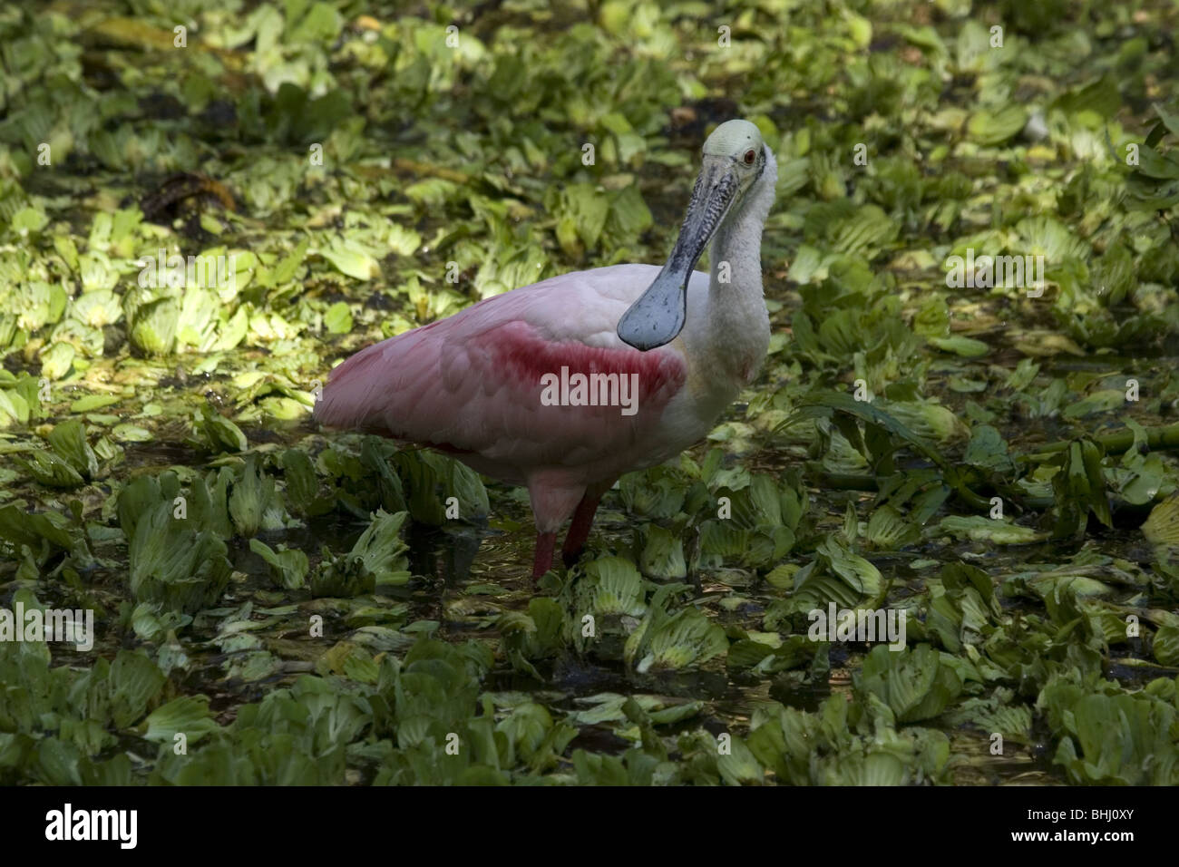 Spoonbill swamp hi-res stock photography and images - Alamy