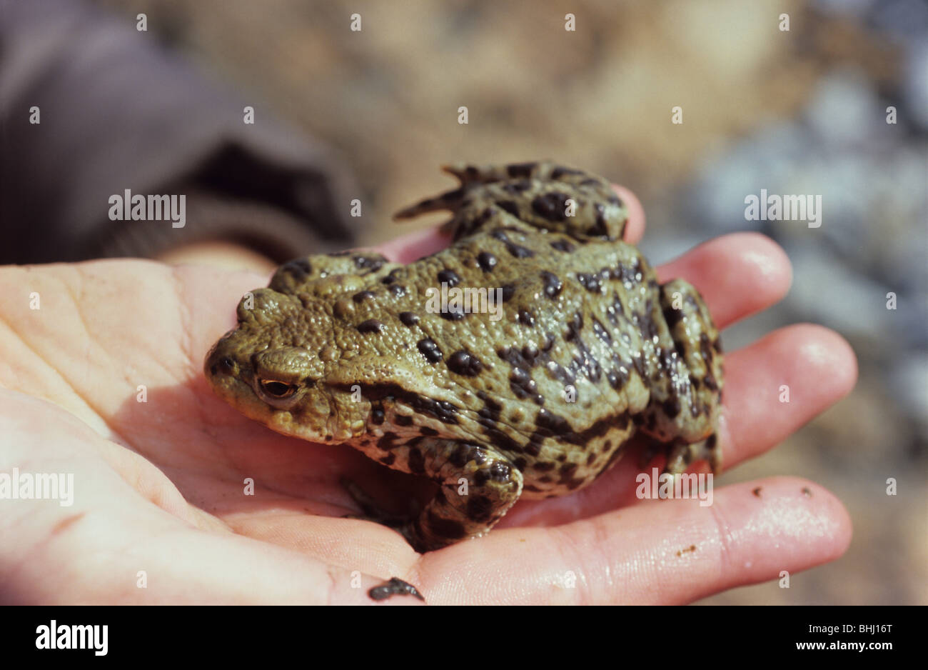 frog in a child's hand Stock Photo - Alamy