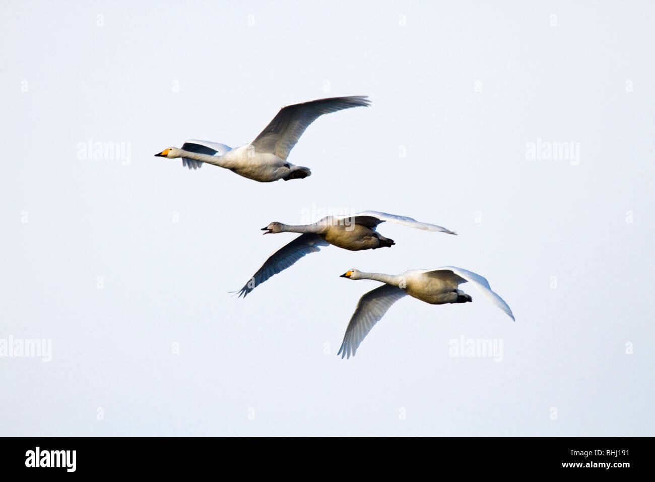 Whooper Swans; Cygnus cygnus; in flight Stock Photo - Alamy