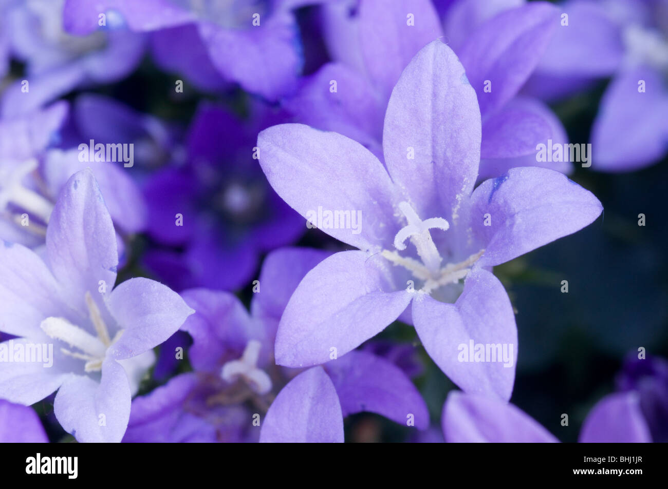 Bellflowers uk garden hi-res stock photography and images - Alamy