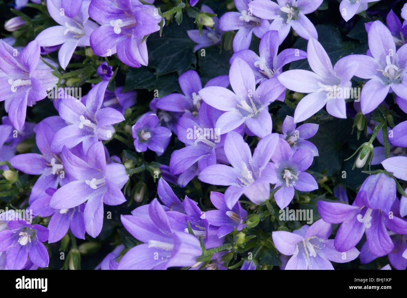 Campanulas hi-res stock photography and images - Alamy