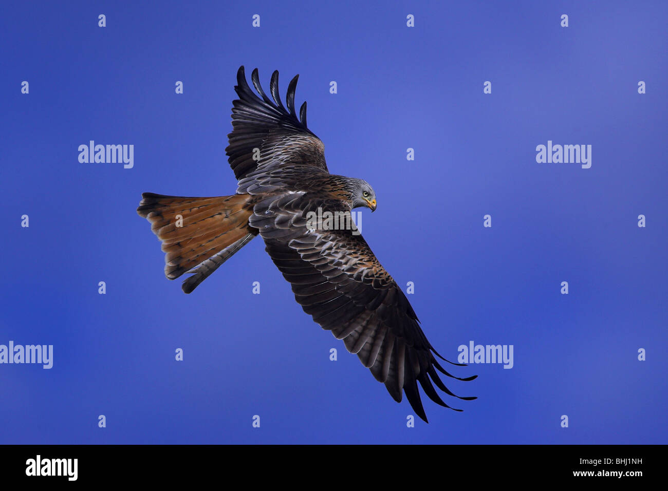 red kite (Milvus milvus) flying in blue sky mid wales Stock Photo - Alamy