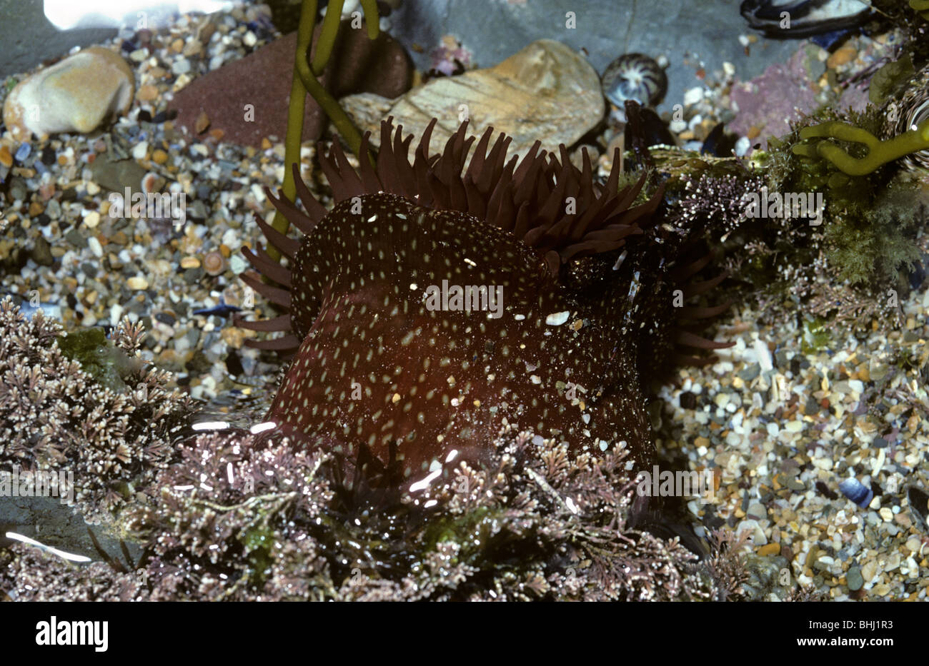 Actinia Fragacea High Resolution Stock Photography and Images - Alamy