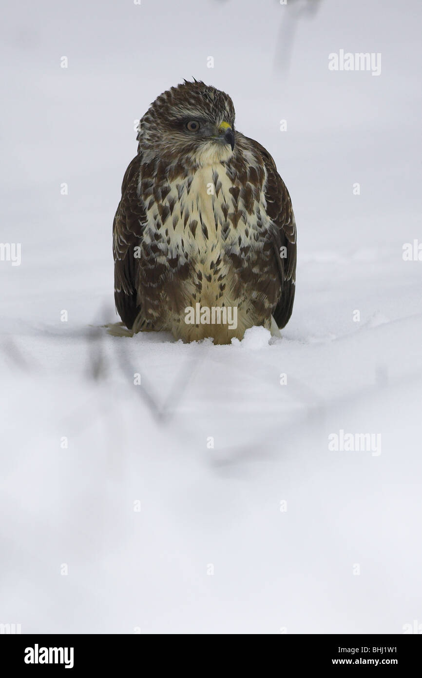 Buzzard snow hi-res stock photography and images - Alamy