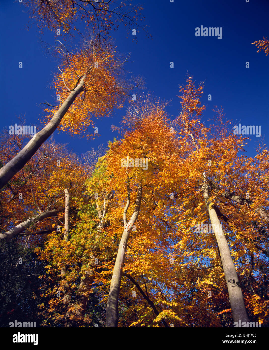 Coloured trees hi-res stock photography and images - Alamy