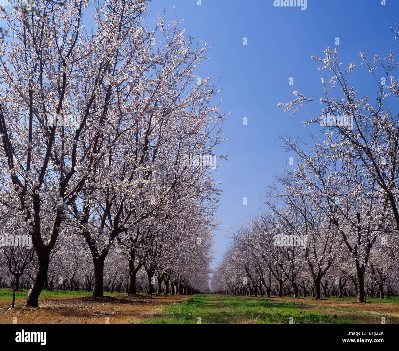 Almond Orchard in blossom, LeGrand, Merced County, California Stock ...