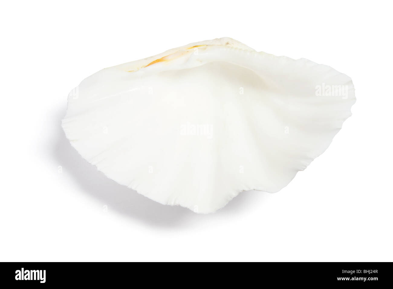 Seashell ornament Cut Out Stock Images & Pictures - Alamy