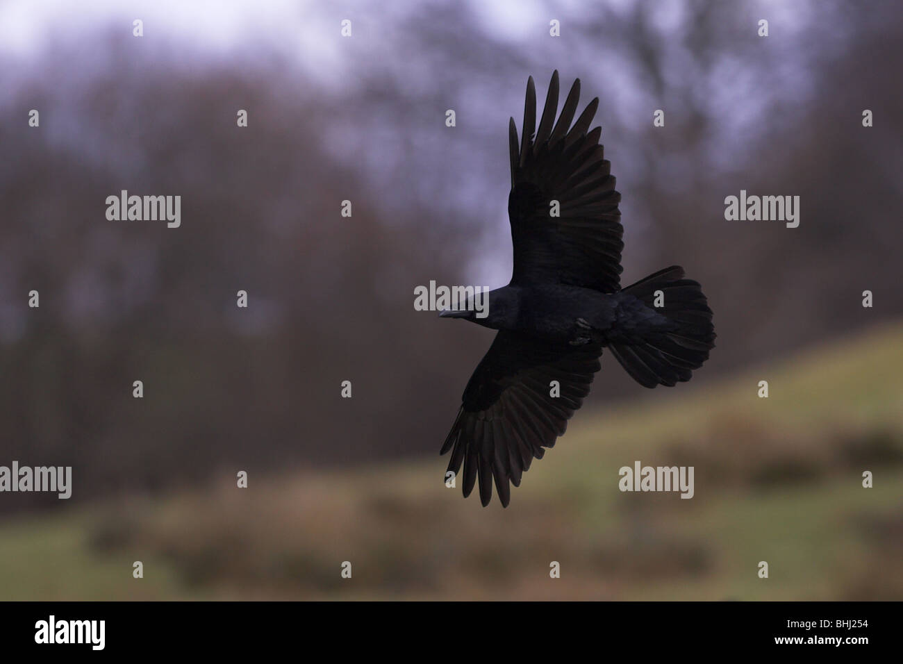 Raven (Corvus corax) flying in mid Wales countryside Stock Photo - Alamy