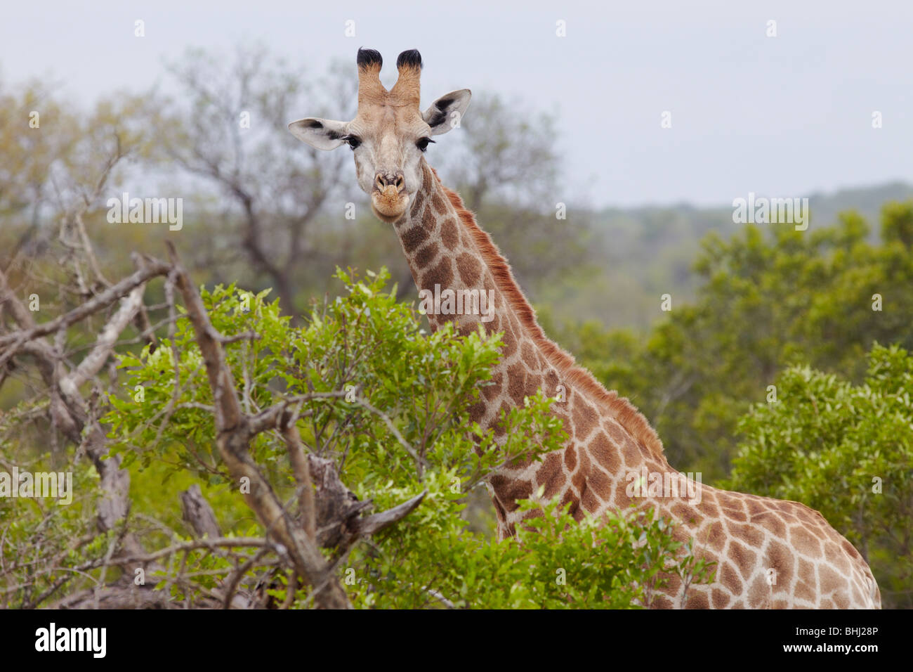 Giraffe stands hi-res stock photography and images - Alamy