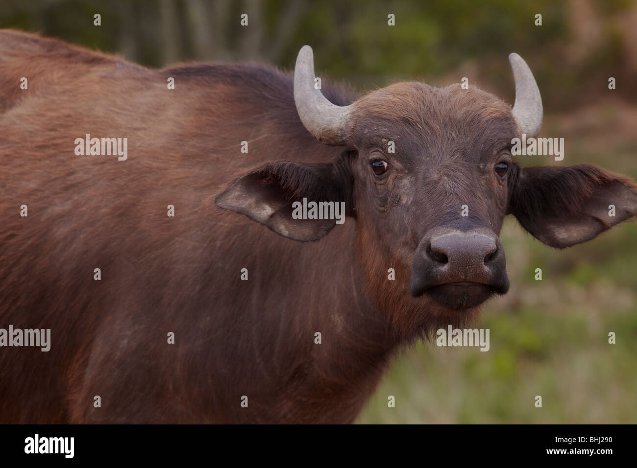 African water buffalo hi-res stock photography and images - Alamy