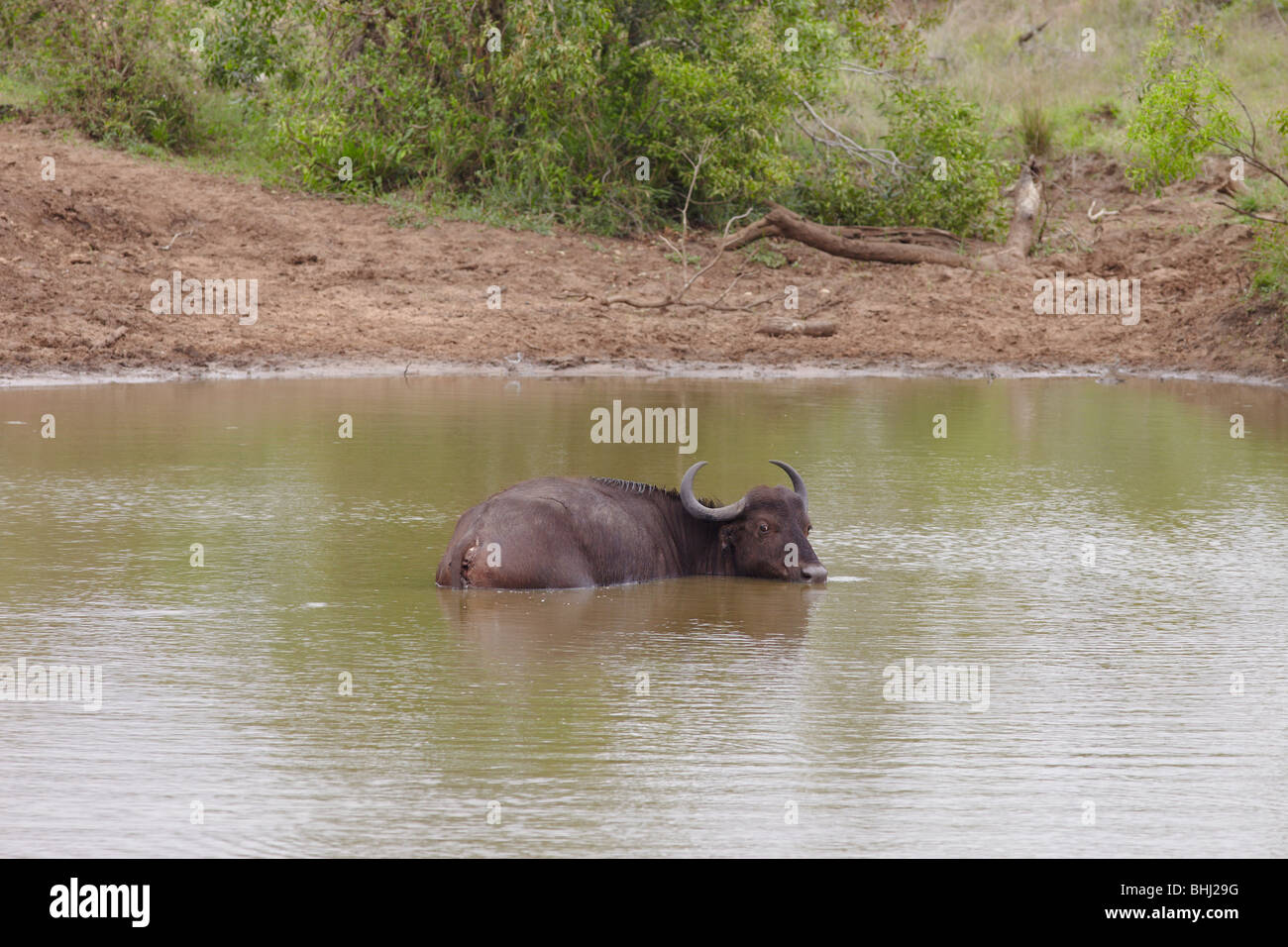 Water Buffalo wading in river Stock Photo - Alamy