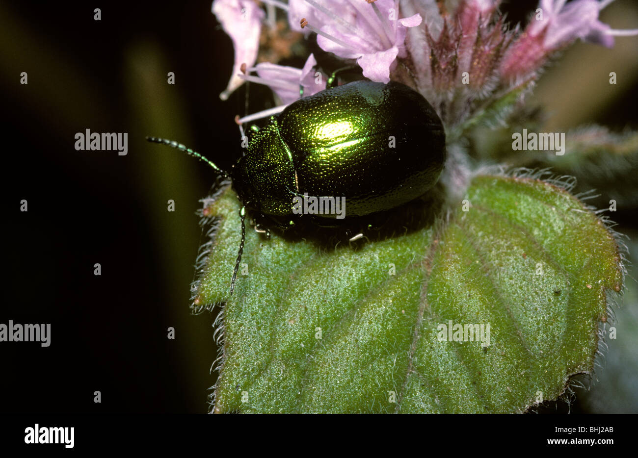 Mint beetle (Chrysolina menthastri: Chrysomelidae) on water mint UK ...