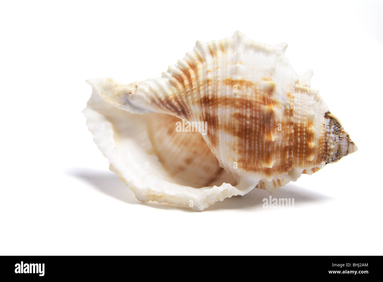 Conch mollusk Cut Out Stock Images & Pictures - Alamy