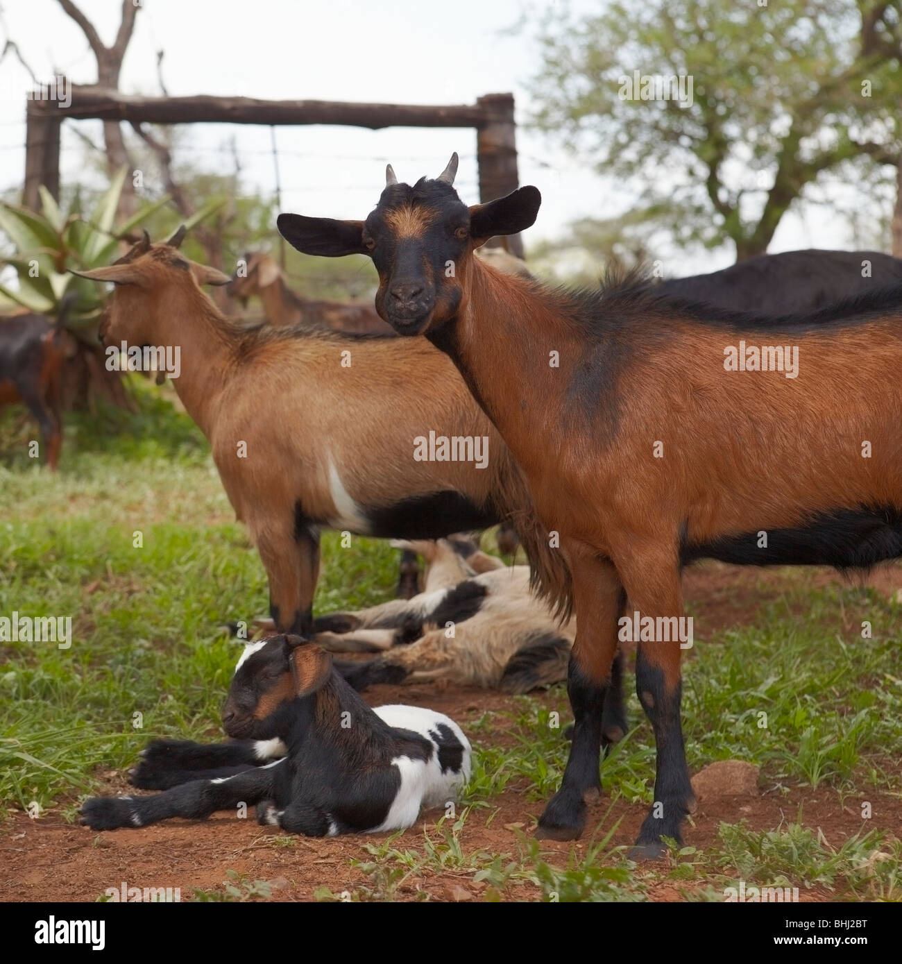 Herd of Goats Stock Photo - Alamy