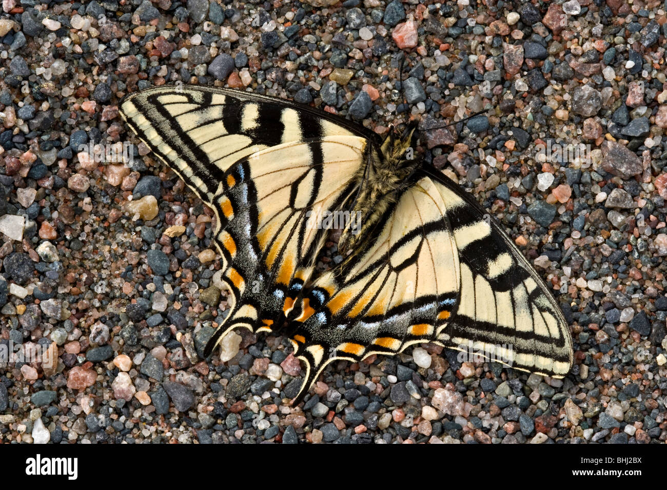 Dead Canadian tiger swallowtail butterfly (Papilio canadensis) lying on ...