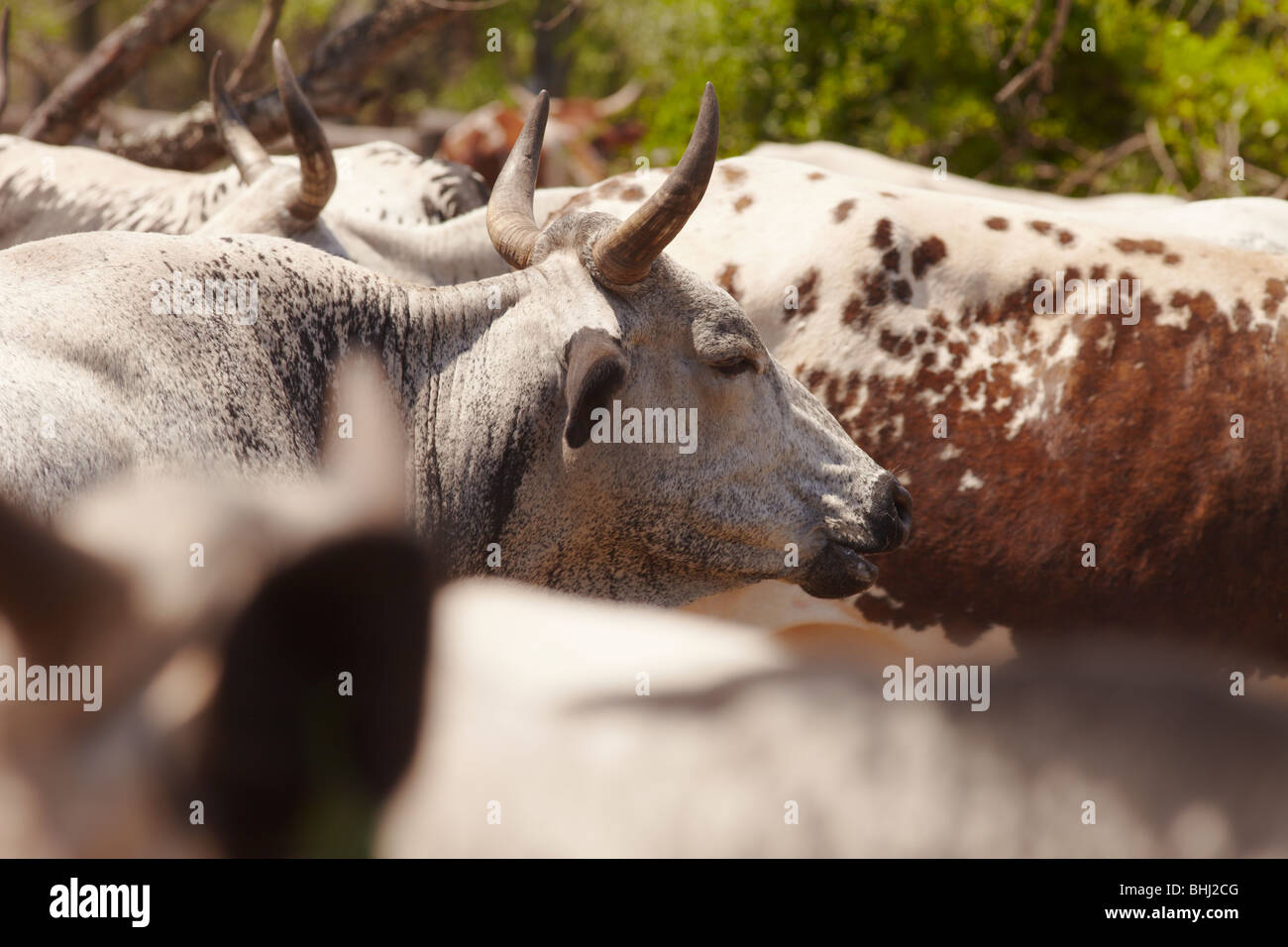 Nguni cattle in south africa hi-res stock photography and images - Alamy