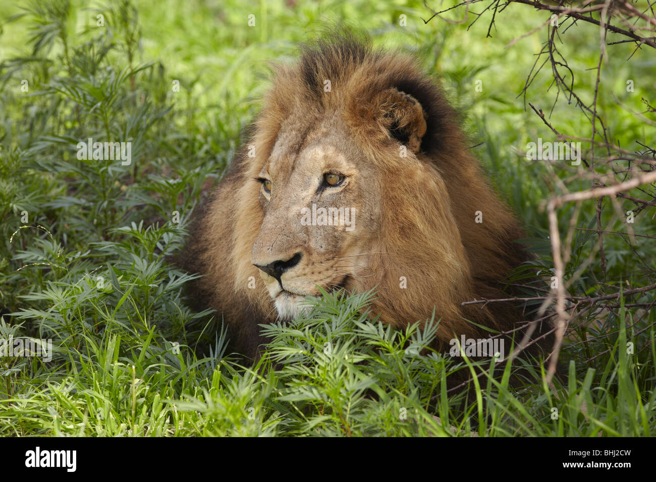 Lion, lying in shade of tree Stock Photo - Alamy