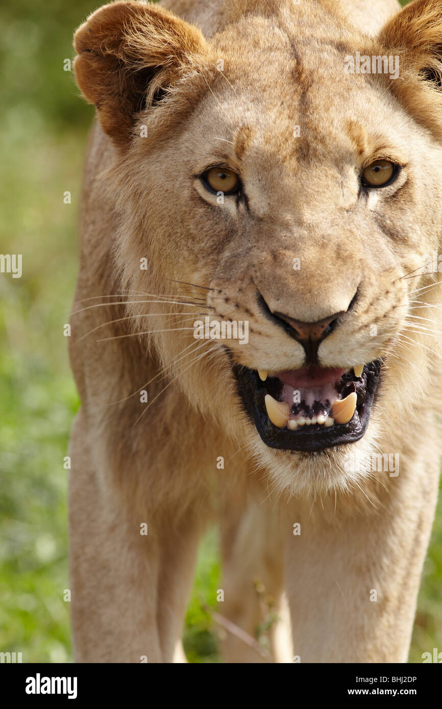 Lioness snarling at camera Stock Photo - Alamy