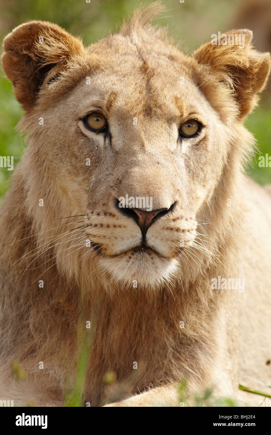 Lioness looking past camera Stock Photo - Alamy