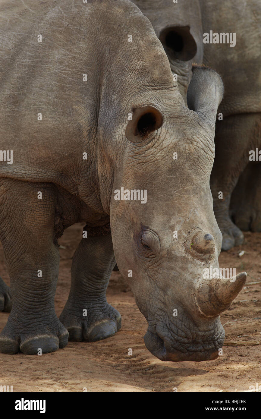 Rhinoceros noses ground Stock Photo - Alamy