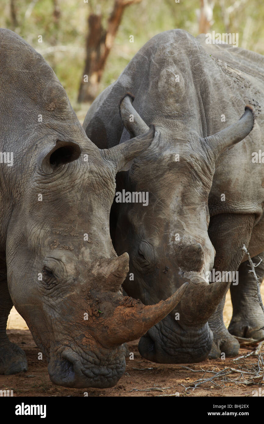 Two Rhinoceros nose the ground Stock Photo - Alamy