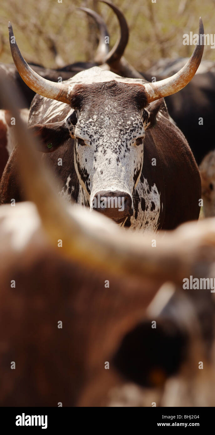 Herd of nguni cattle Stock Photo - Alamy