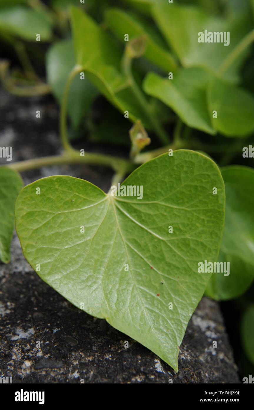 Heart shaped leaf Stock Photo - Alamy