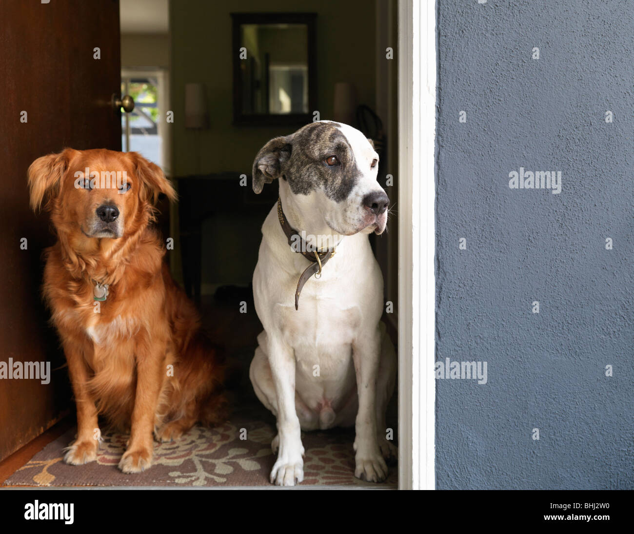 Two dogs waiting at front door hi-res stock photography and images - Alamy