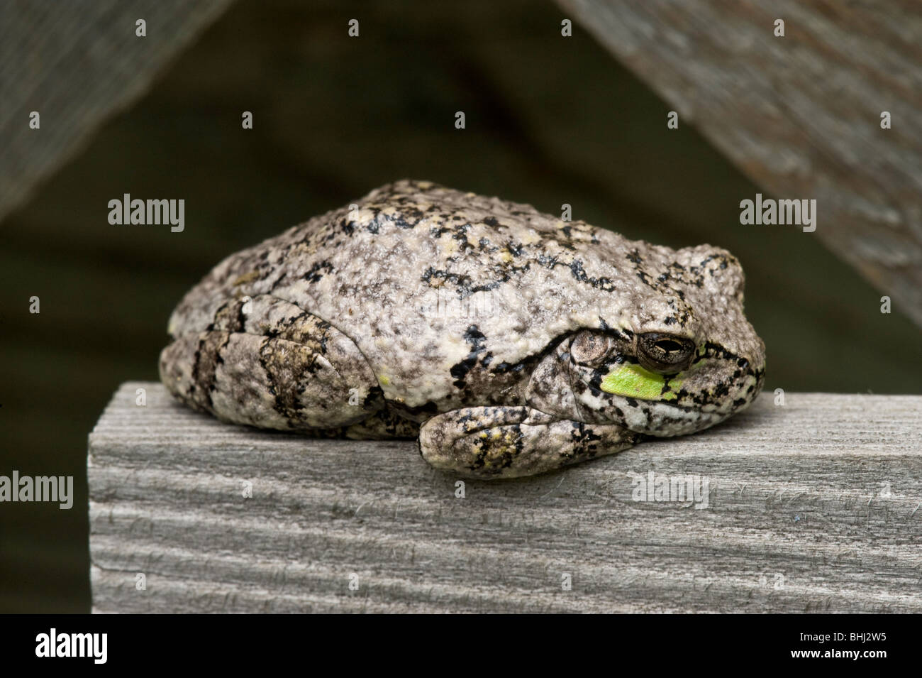 Eastern gray tree frog (Hyla versicolor) brown phase, Greater Sudbury ...