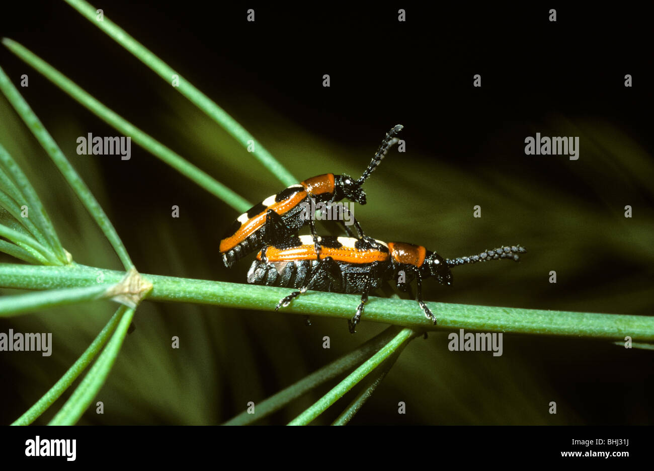 Male and female beetles hi-res stock photography and images - Alamy