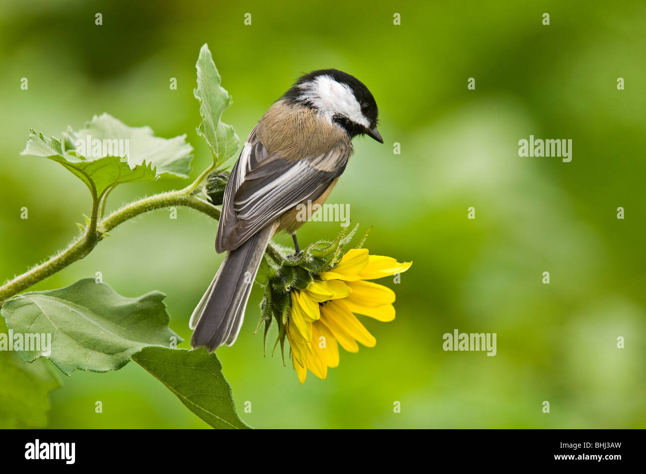 Black capped chickadee (Poecile atricapillus) Perched in sunflower ...