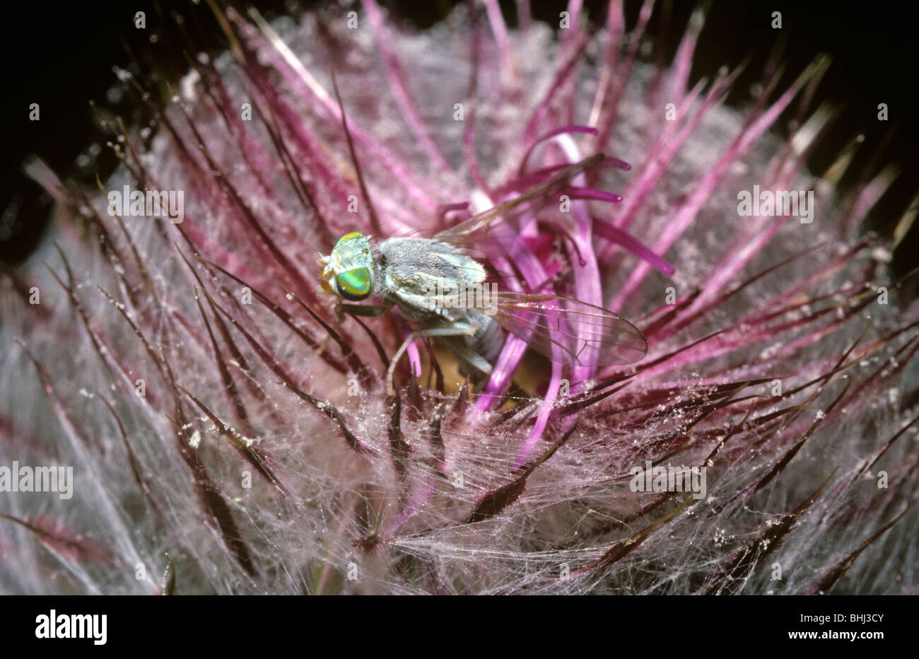 Large fruit fly (Trypeta (= Terellia) longicauda: Tephritidae) female ...