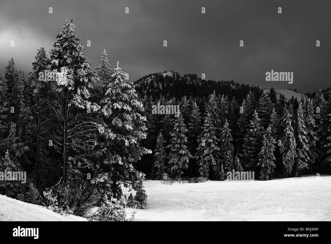 Snowy tree lined forest, hills and field Stock Photo - Alamy