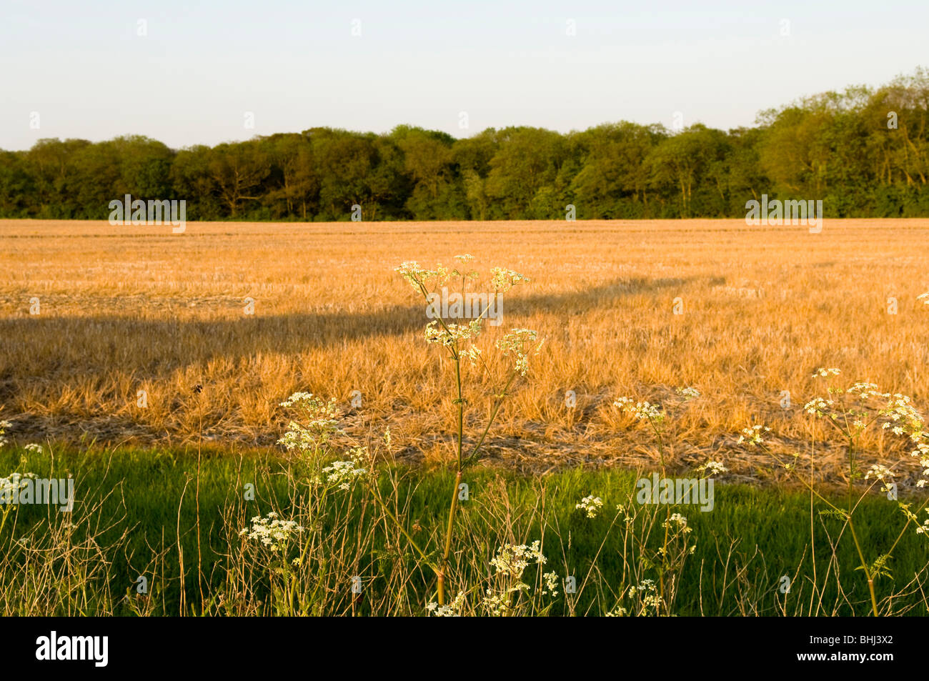 Wild parsnip/cow parsnip (Heracleum maximum) growing in front of a ...