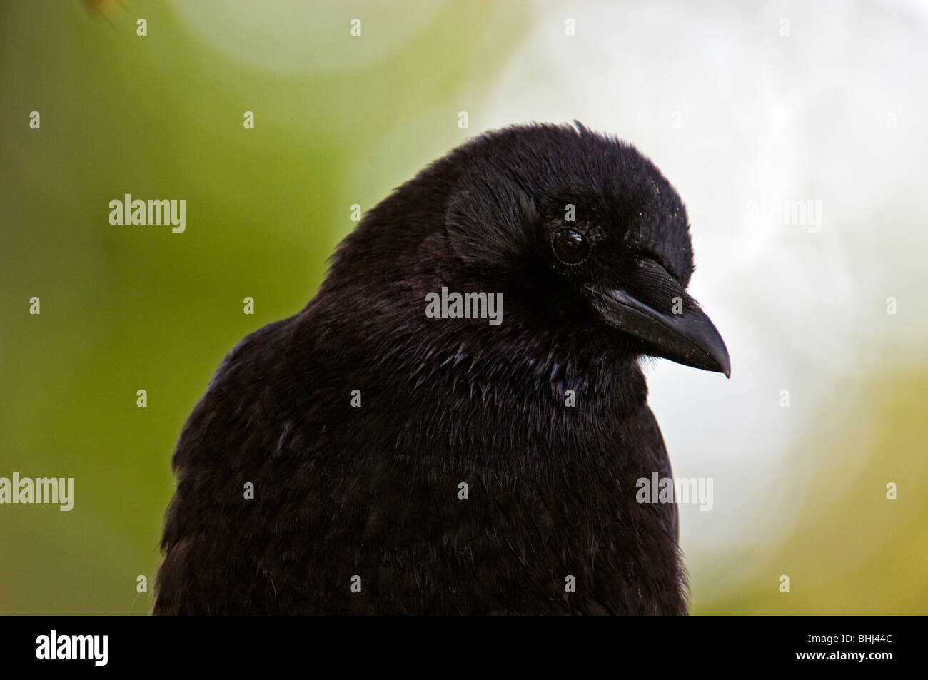 American crow (Corvus brachyrhynchos) Tofino BC, Canada Stock Photo - Alamy