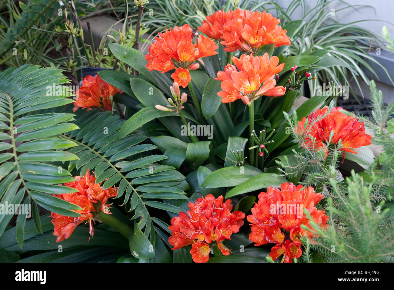 Bright red flowers in the Botanical Gardens, Sheffield Stock Photo - Alamy