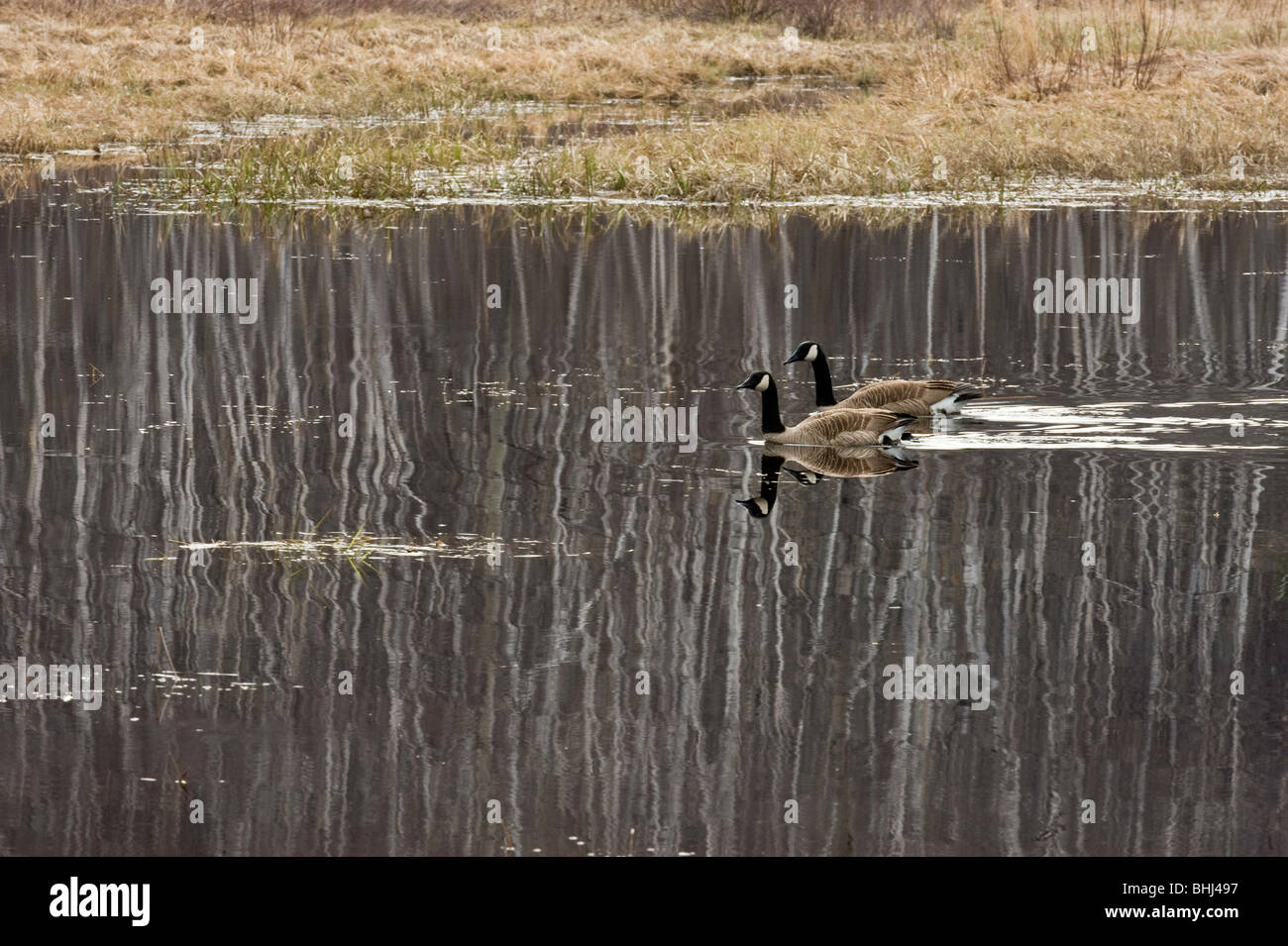 Pair of migratory Canada geese (Branta canadensis) loafing in recently ...